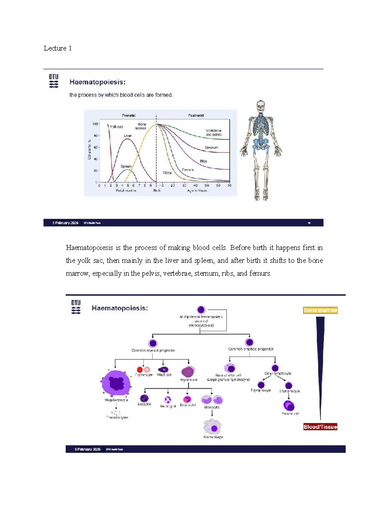Lecture 1 - Haematopoiesis and Immune Cell Development Notes - Studocu
