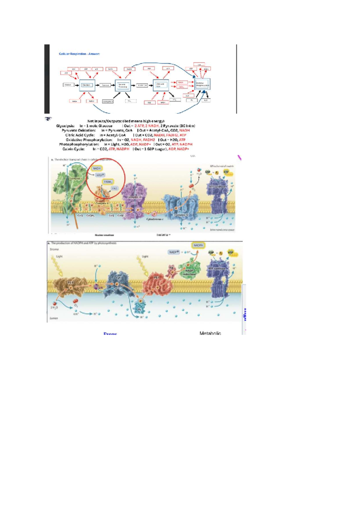 Cellular Respiration & DNA Replication Overview: BIOL 112 104 2025W1 ...