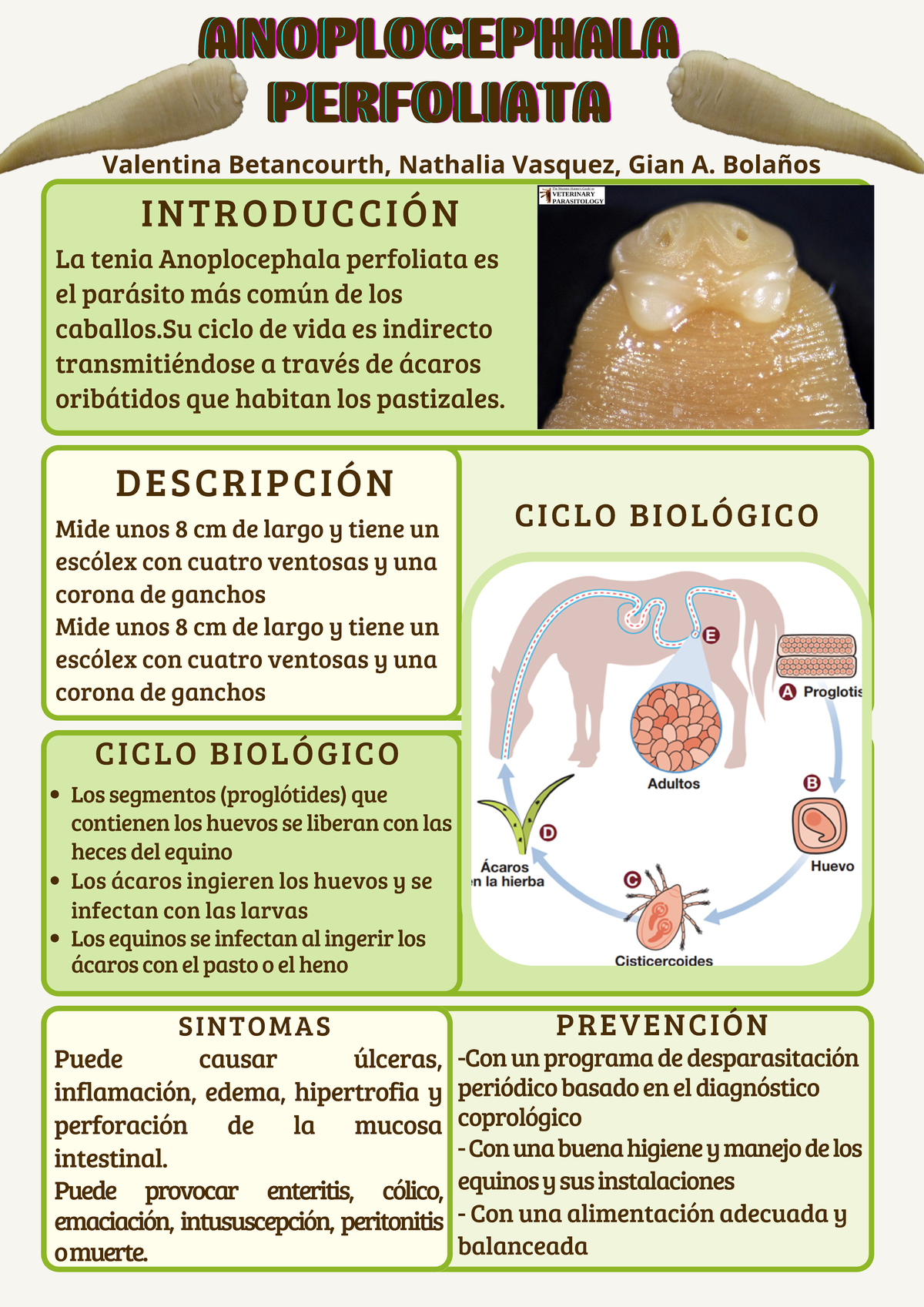 Ciclo De Vida De La Tenia En Caballos