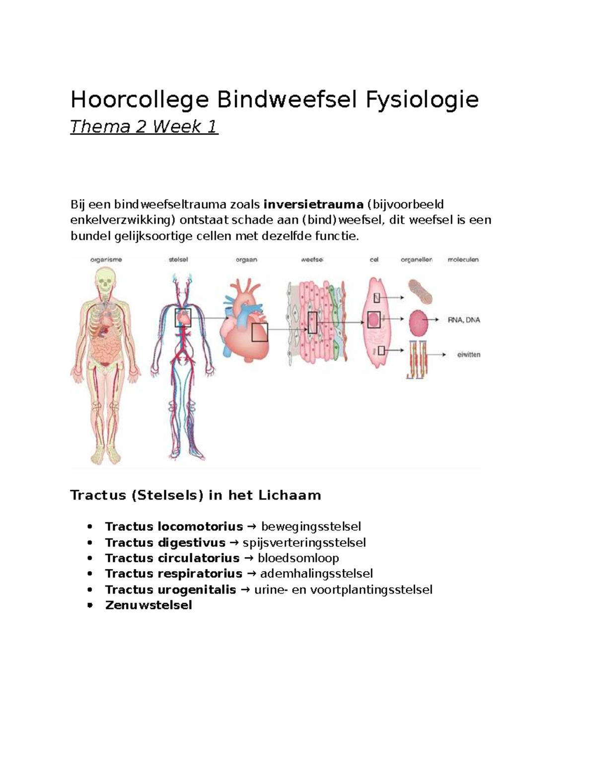 Hoorcollege Bindweefsel Fysiologie Thema 2 Week 1: Weefselherstel en ...