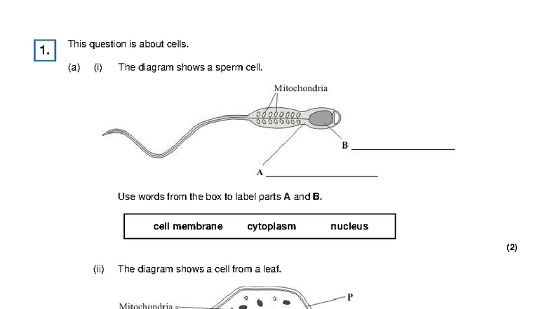 Cells Revision Questions: Understanding Cell Structure and Function ...