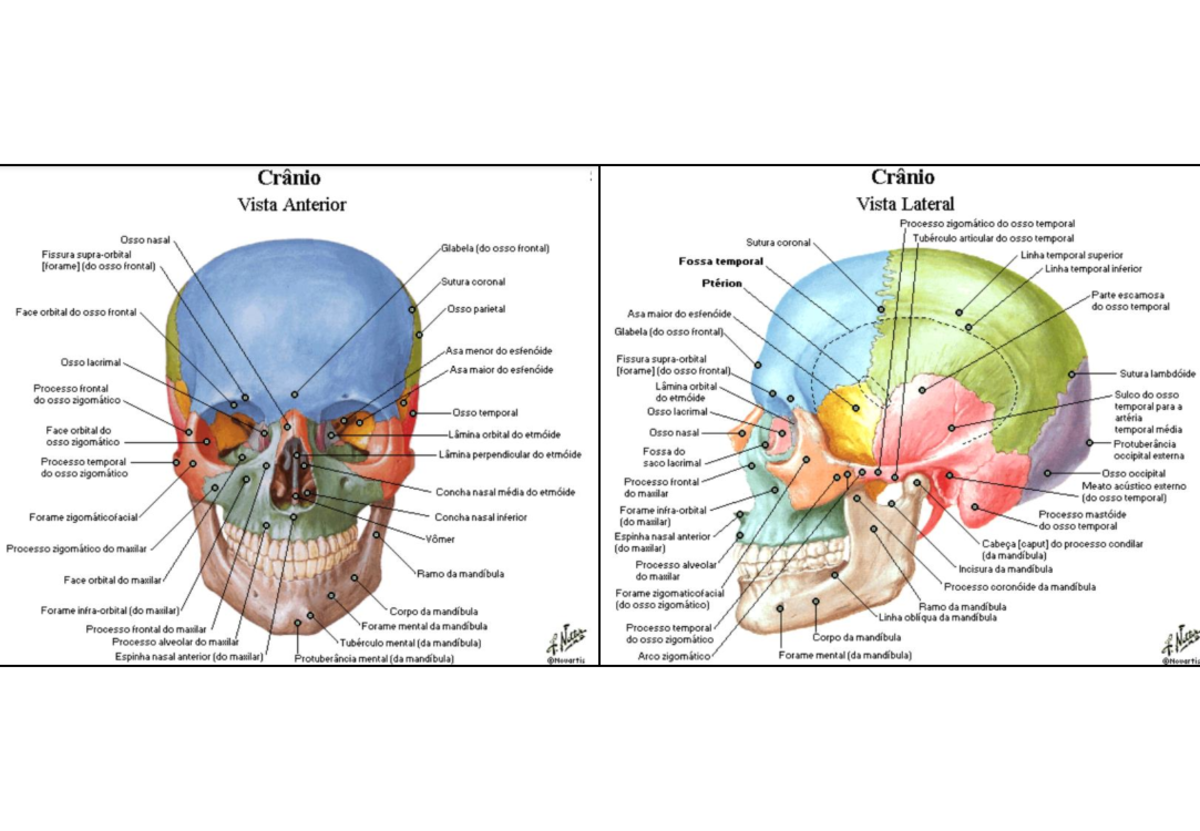 Estudo anatomia 2 - Crânio Crânio Vista Anterior Vista Lateral Processo zigomático do osso ...