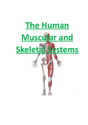 Unit 11 Human Muscular and Skeletal System - Unit 11: The Human ...