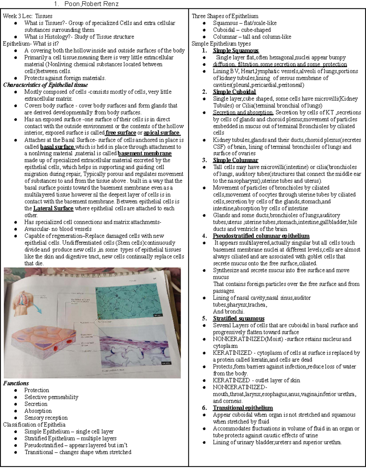 Chapter 3 Lec: Tissues - Comprehensive Review for ANAPHY - Studocu