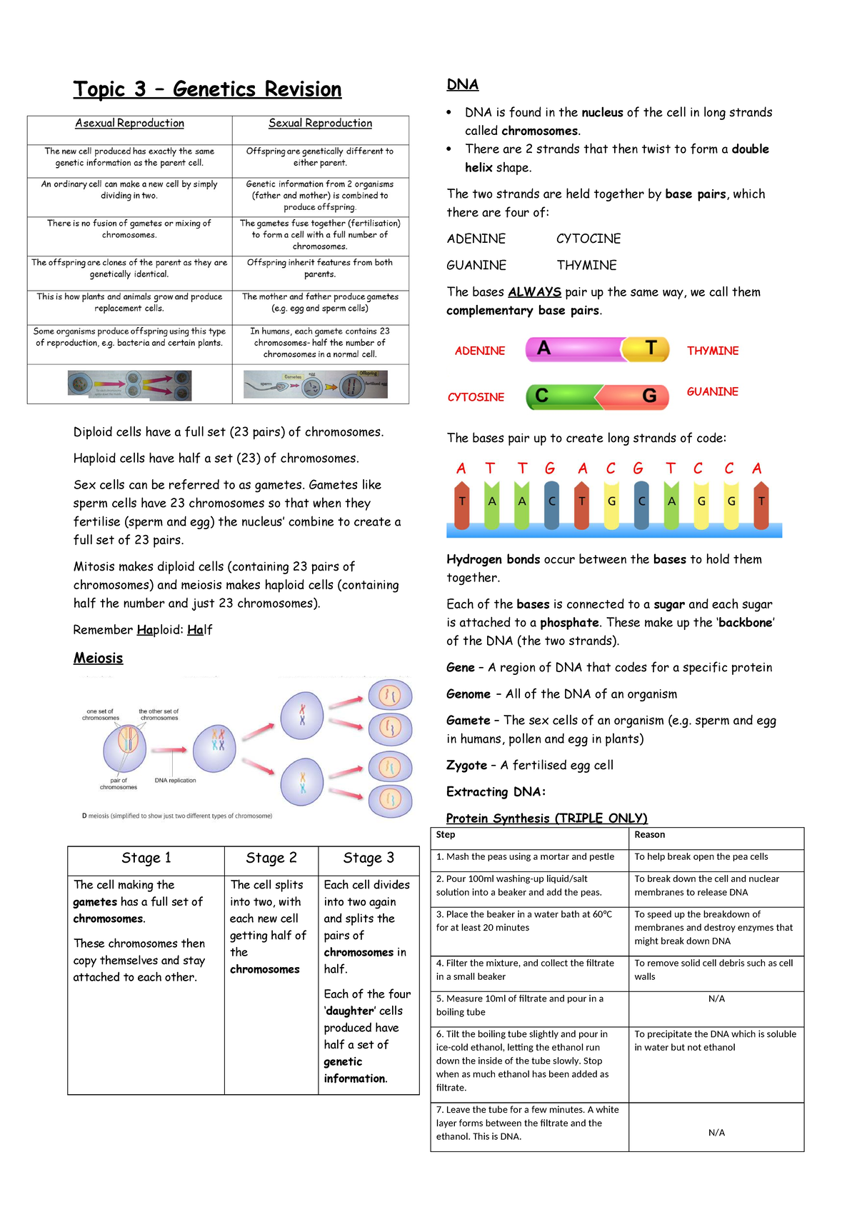 B3 Genetics Revision: Understanding DNA Structure and Function - Studocu
