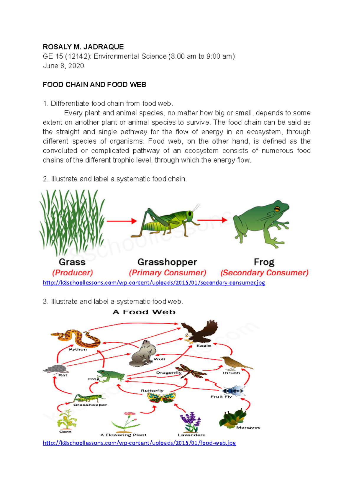 GE 15: Food Chain vs. Food Web - Key Concepts and Illustrations - Studocu