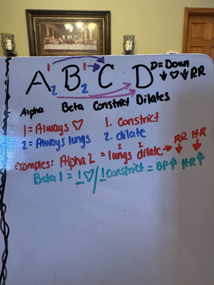 Alpha 2recall - NURS 233 - examples Beta I Alpha 2 Agonist 2 Calm ...