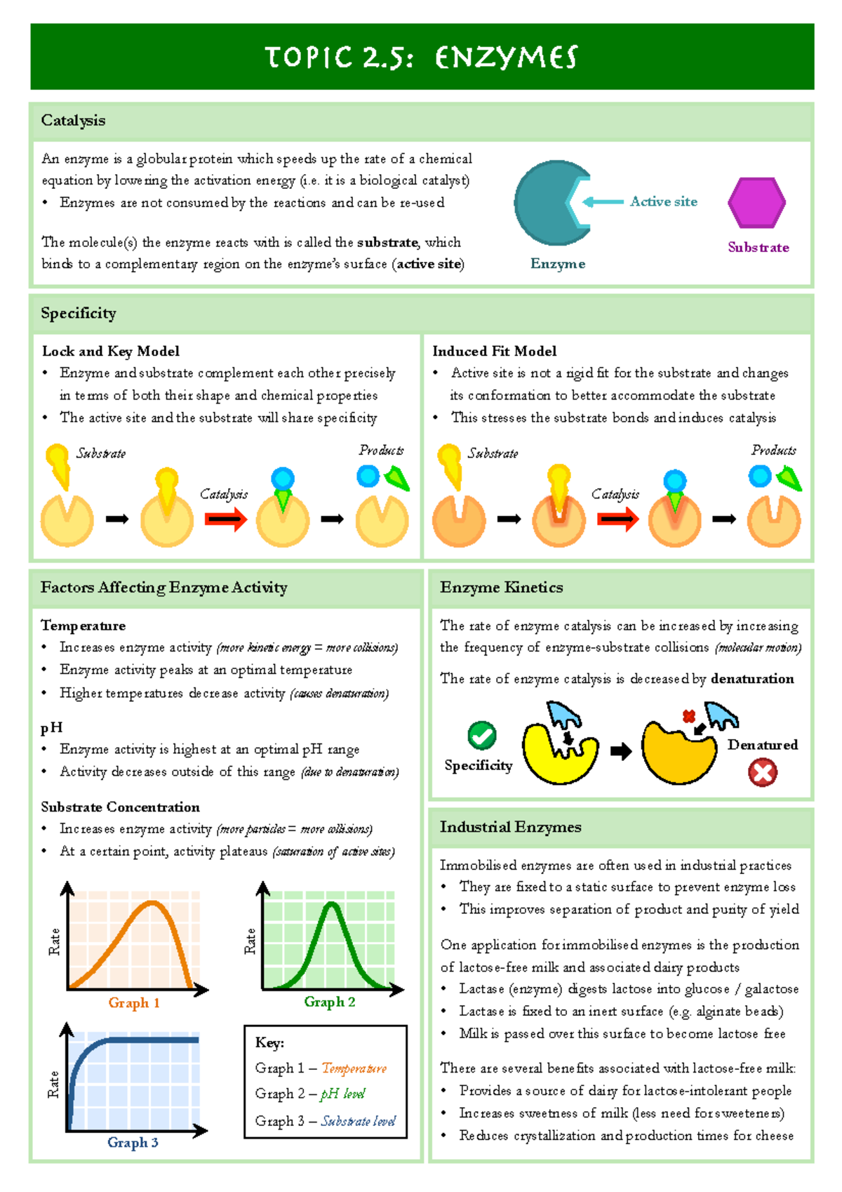 Topic 2.5: Enzyme Catalysis and Factors Affecting Activity - Studocu