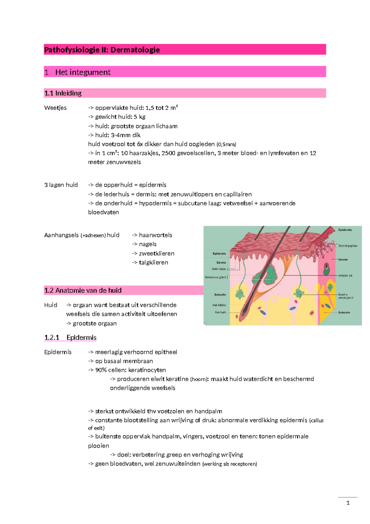 Pathofysiologie II, dermatologie - 2 Epidermis Epidermis -> meerlagig ...