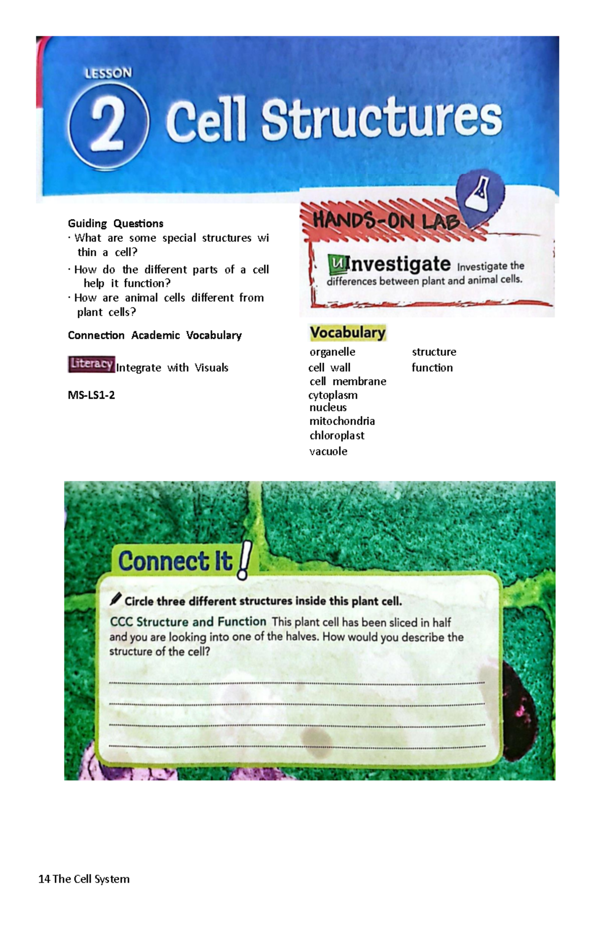Cell Structure and Function: Understanding Organelles in Plant and ...