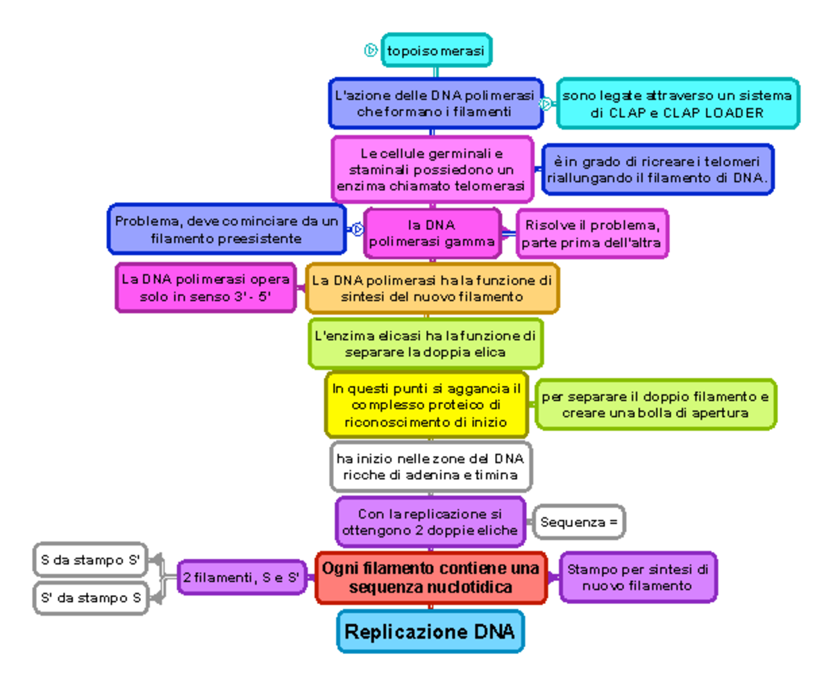 Replicazione DNA - mappa concettuale su biologia cellulare ...