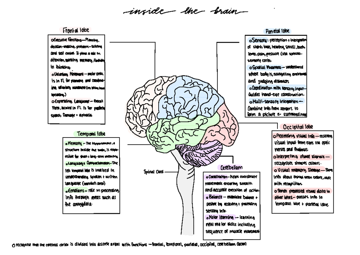 Functions of the Lobes of the Brain (QCAA) - Studocu