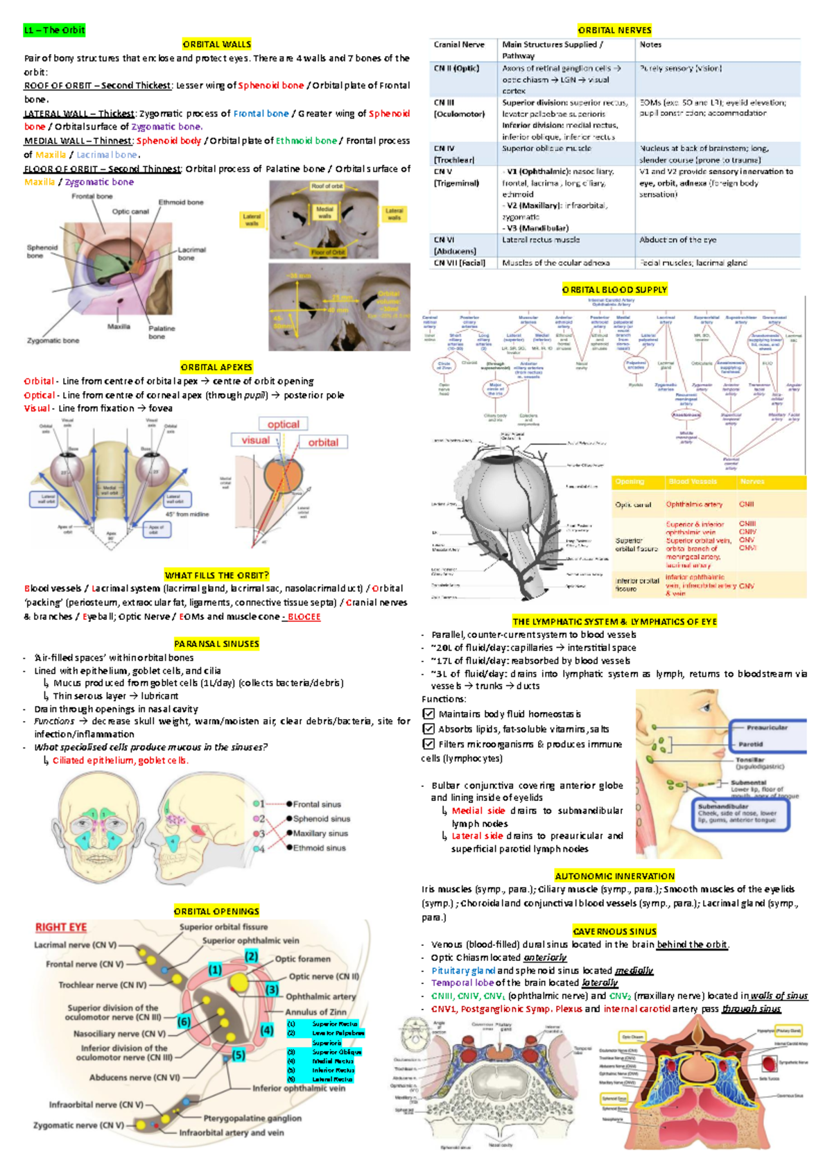 L1 Midterm Spot Test 1: Orbital Anatomy and Functions - Studocu