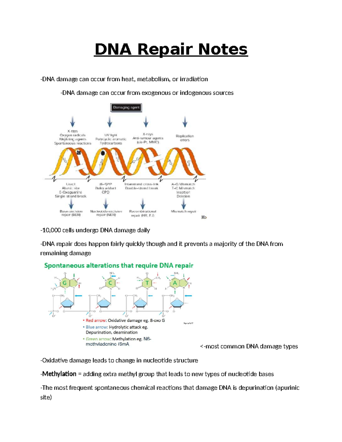 DNA Repair Mechanisms: Types and Pathways Explained (BIO 101) - Studocu