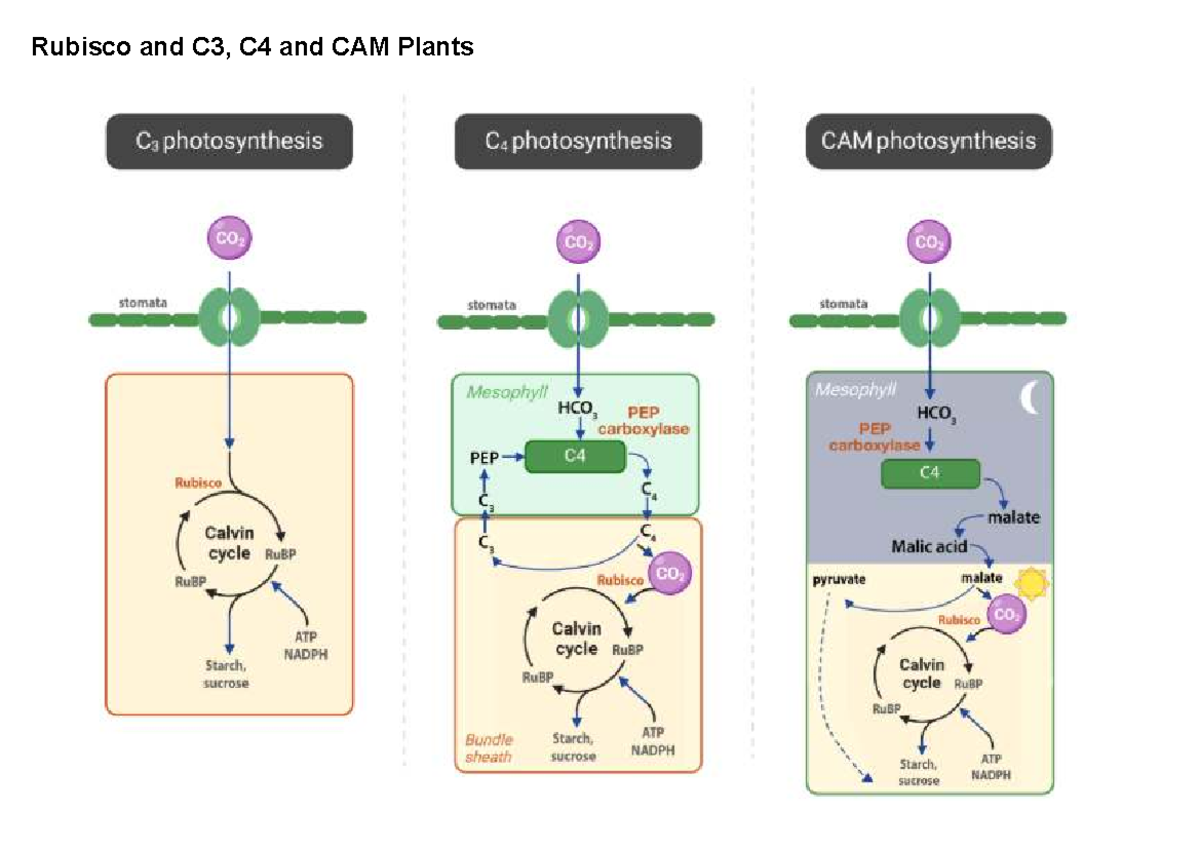 2026 C3, C4, and CAM Plants Notes: Photosynthesis Mechanisms - Studocu