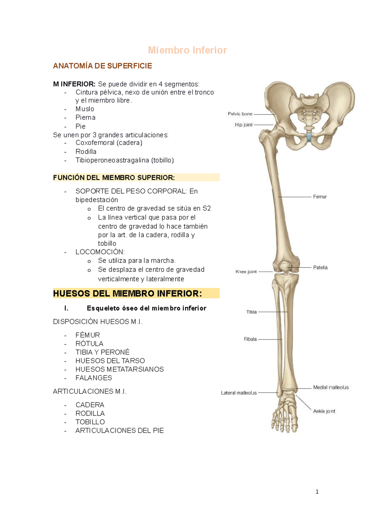 Miembro Inferior - Miembro Inferior ANATOMÍA DE SUPERFICIE M INFERIOR ...