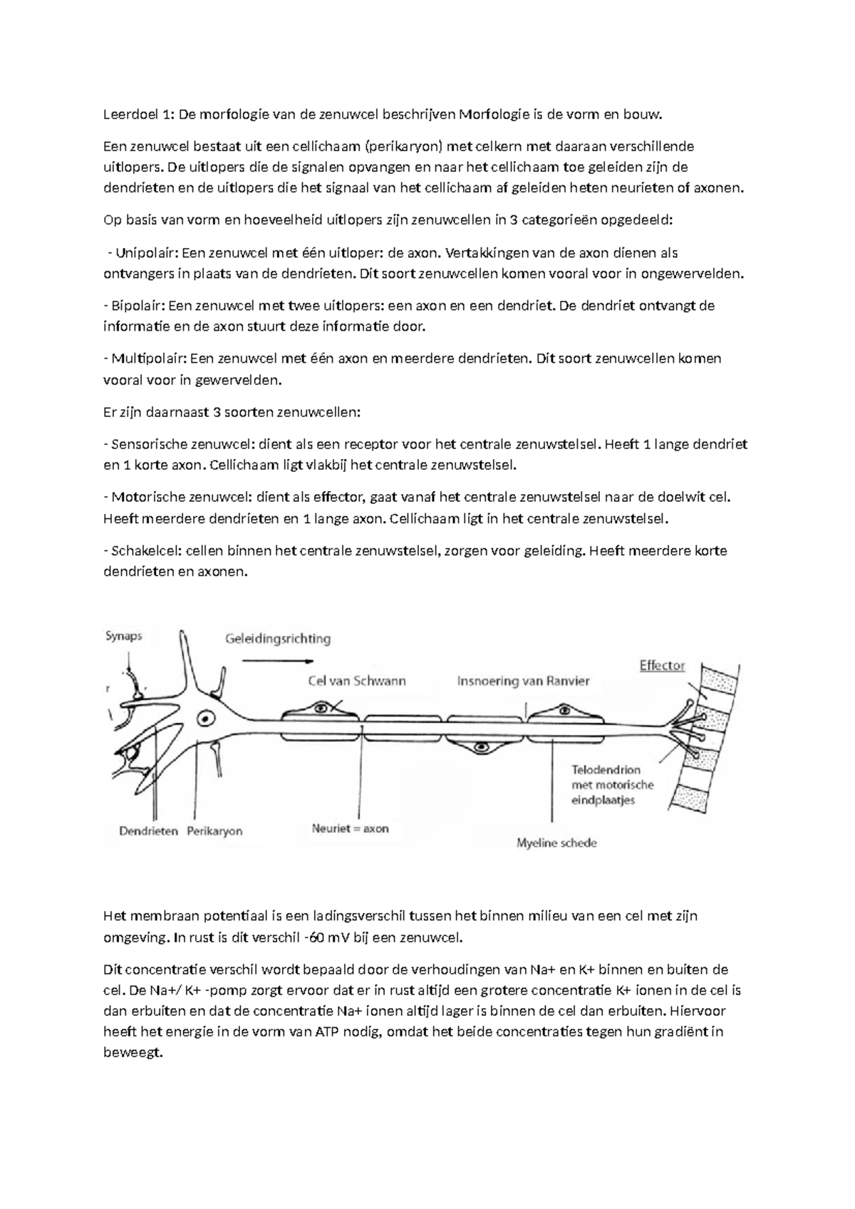 Leerdoel 9: Morfologie van de zenuwcel en zijn functies in Week 5 ...
