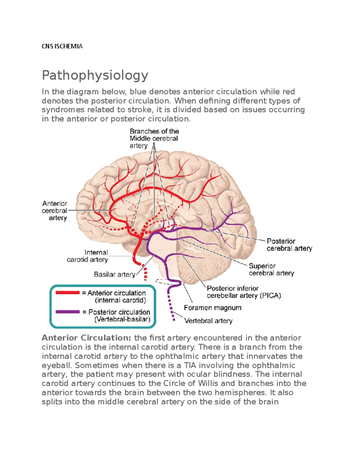 CNS Ischemia - Understanding Stroke Mechanisms and Symptoms (Unit 10 ...