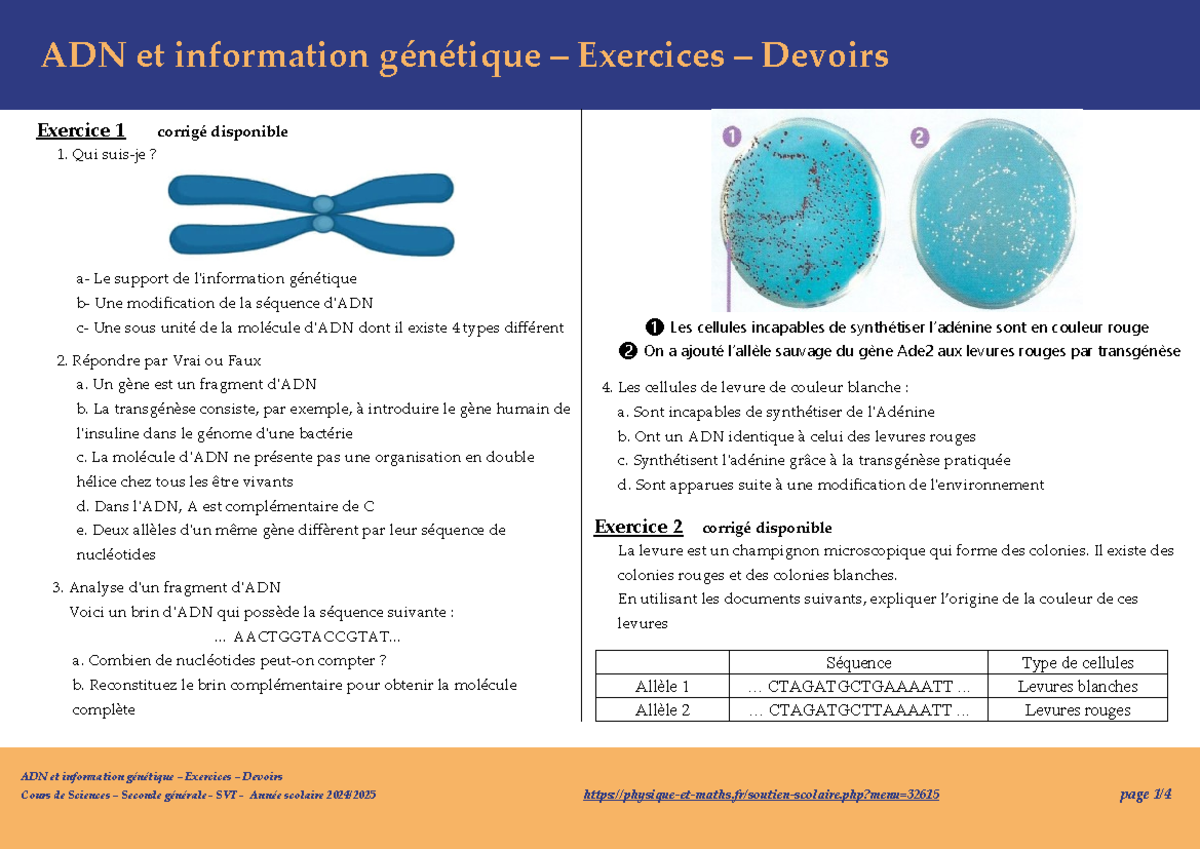 ADN et Information Génétique : Exercices de Devoirs Corrigés - Studocu