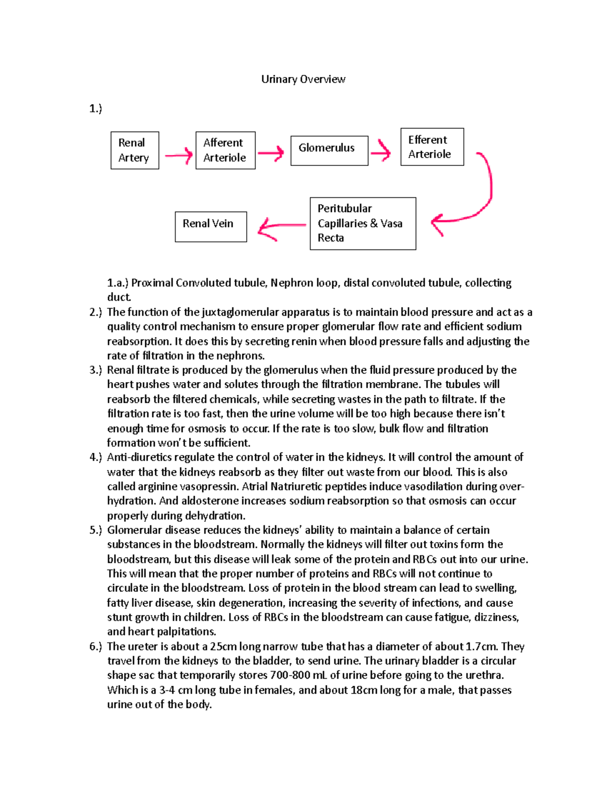 Urinary Overview - ) 1.) Proximal Convoluted tubule, Nephron loop ...