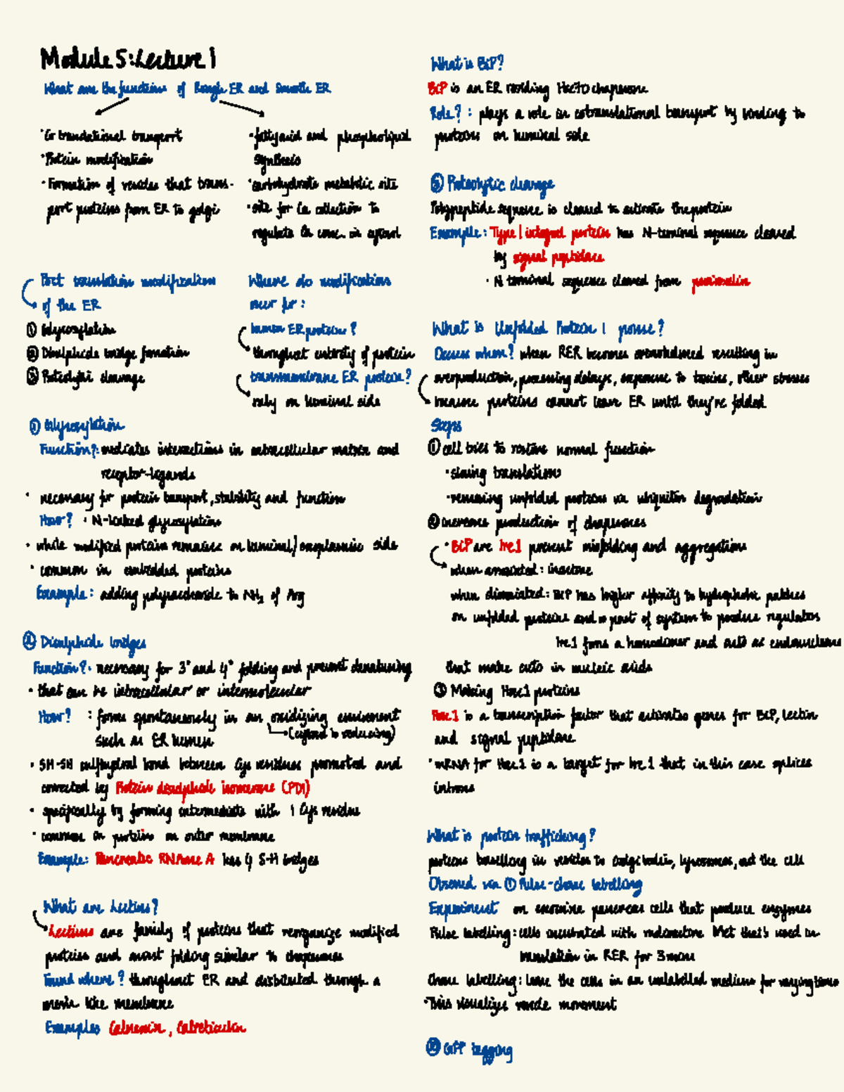 Biology 2B03: Module 5 Lecture - BiP Functions in Protein Transport and ...