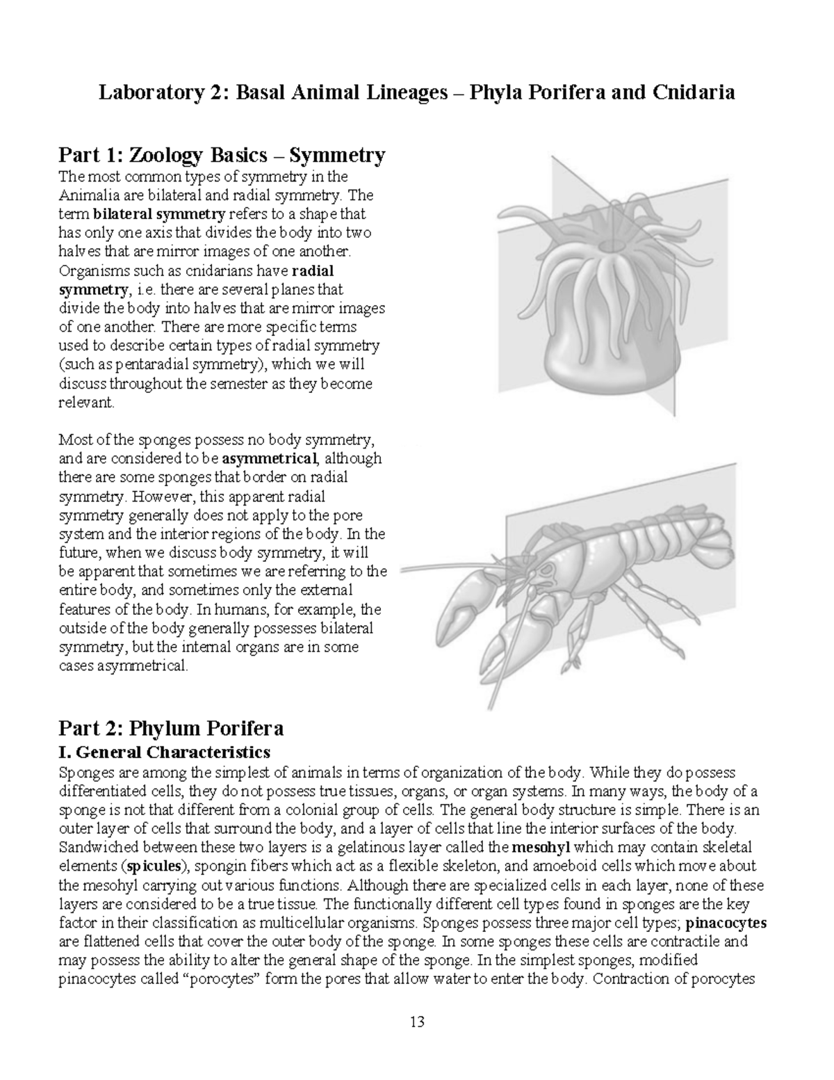 Zoology Lab Manual Update - SP21: Porifera & Cnidaria Insights ...