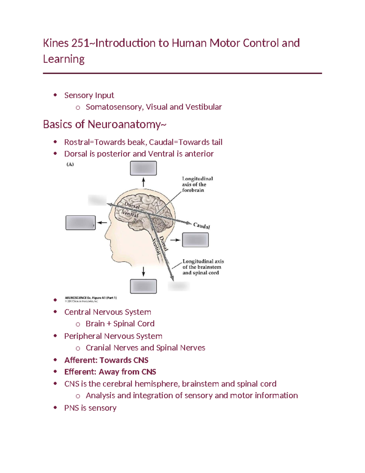 Kines 251 - Lecture Notes on Human Motor Control and Neurophysiology ...
