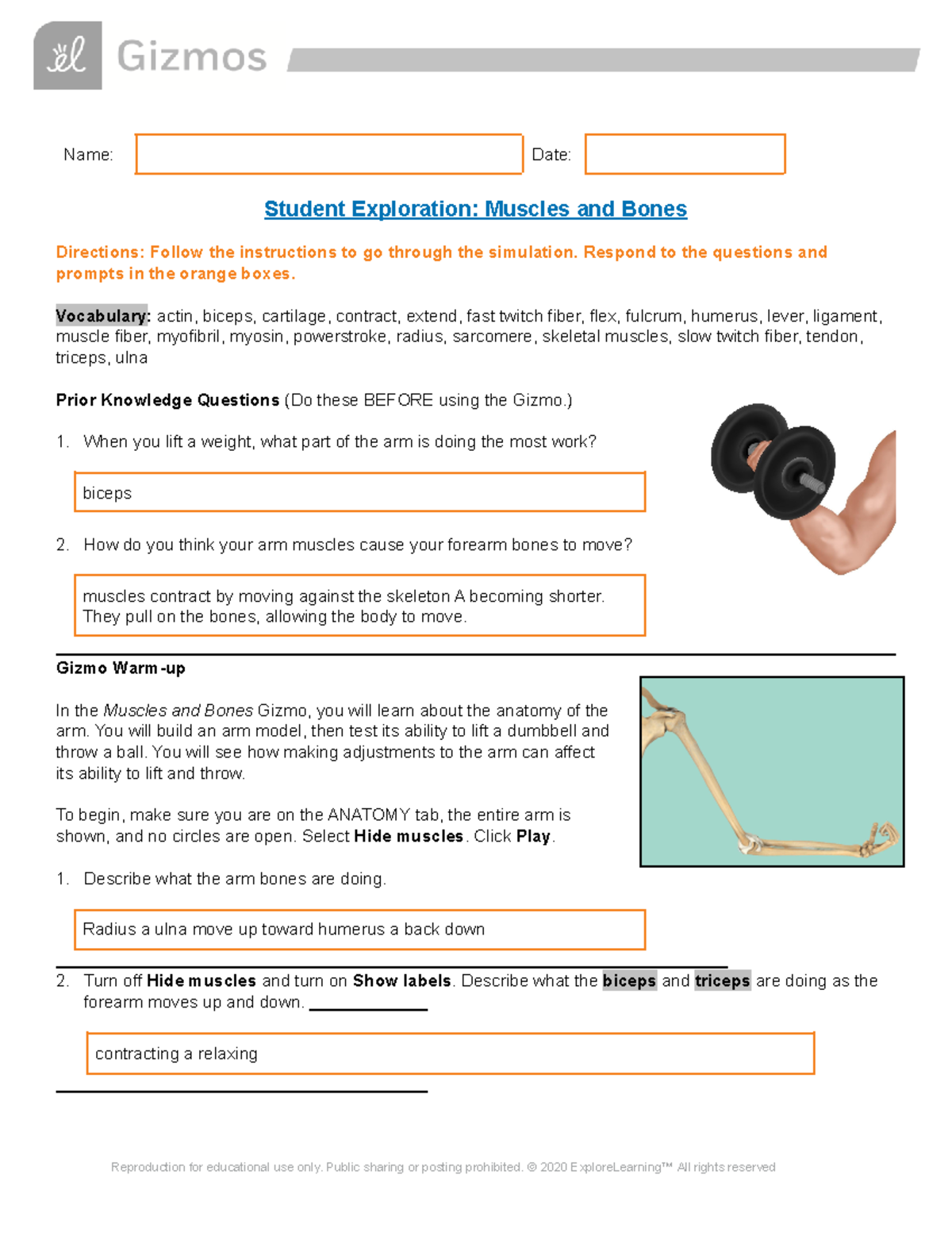 Student Exploration: Muscles and Bones Gizmo Activity Guide - Studocu