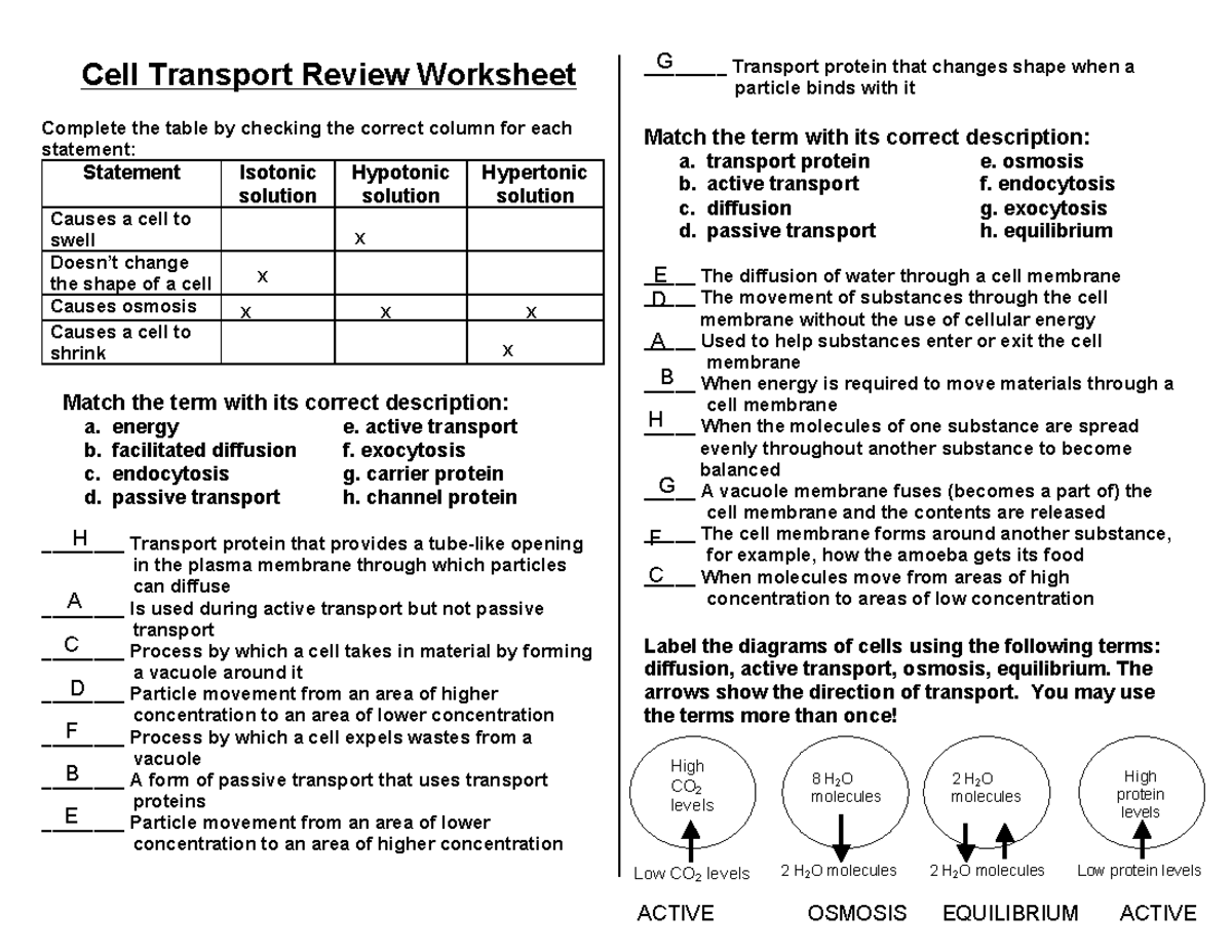 Cell Transport Review Worksheet (KEY) for Biology Study - Studocu