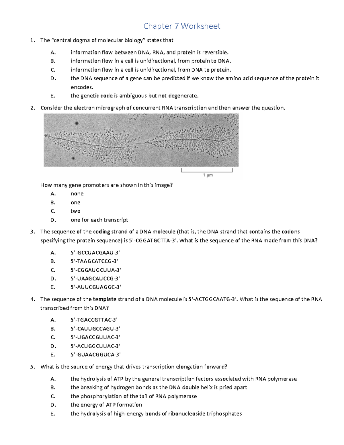 Chapter 7 Worksheet: Molecular Biology Concepts and Questions - Studocu