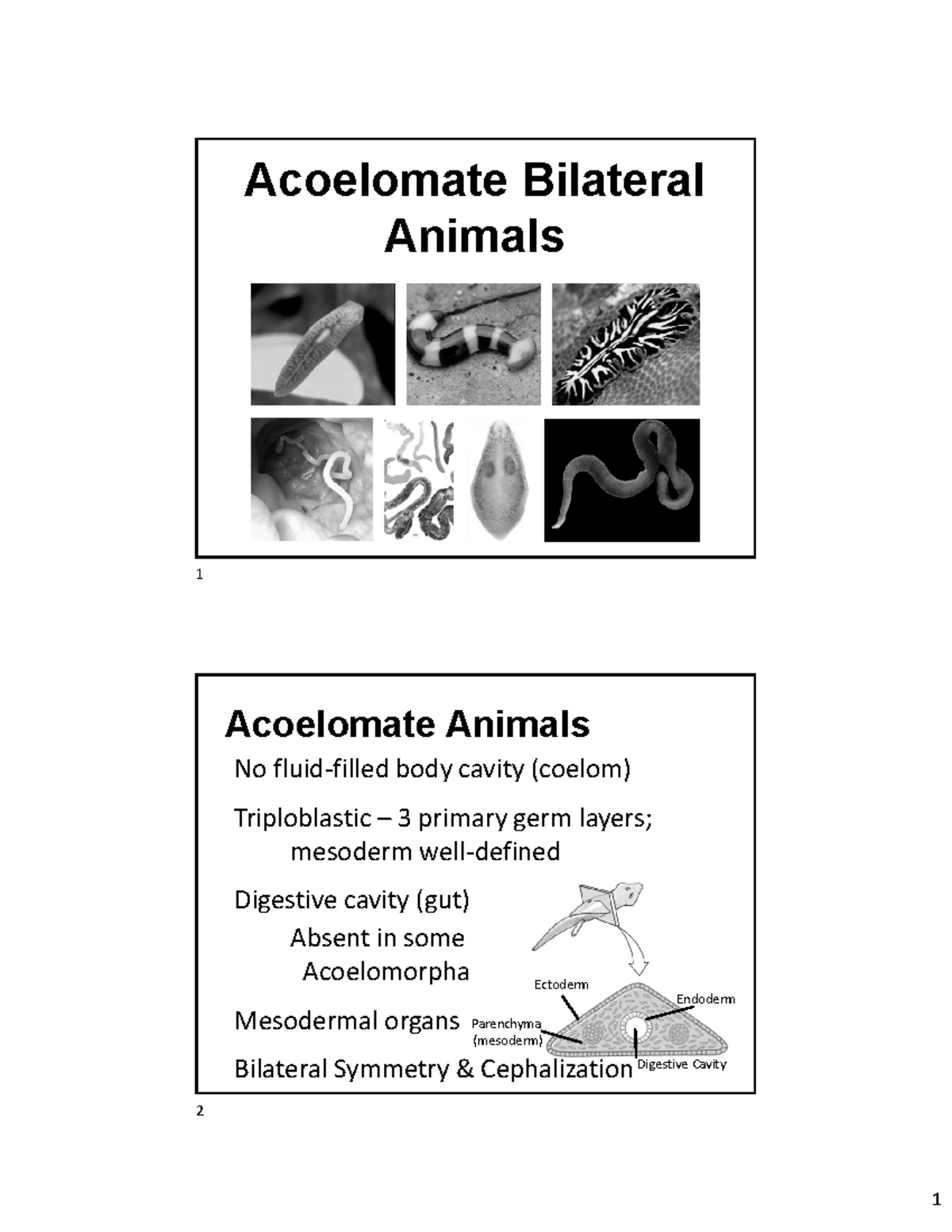Lecture on Acoelomate Bilateral Animals - Studocu