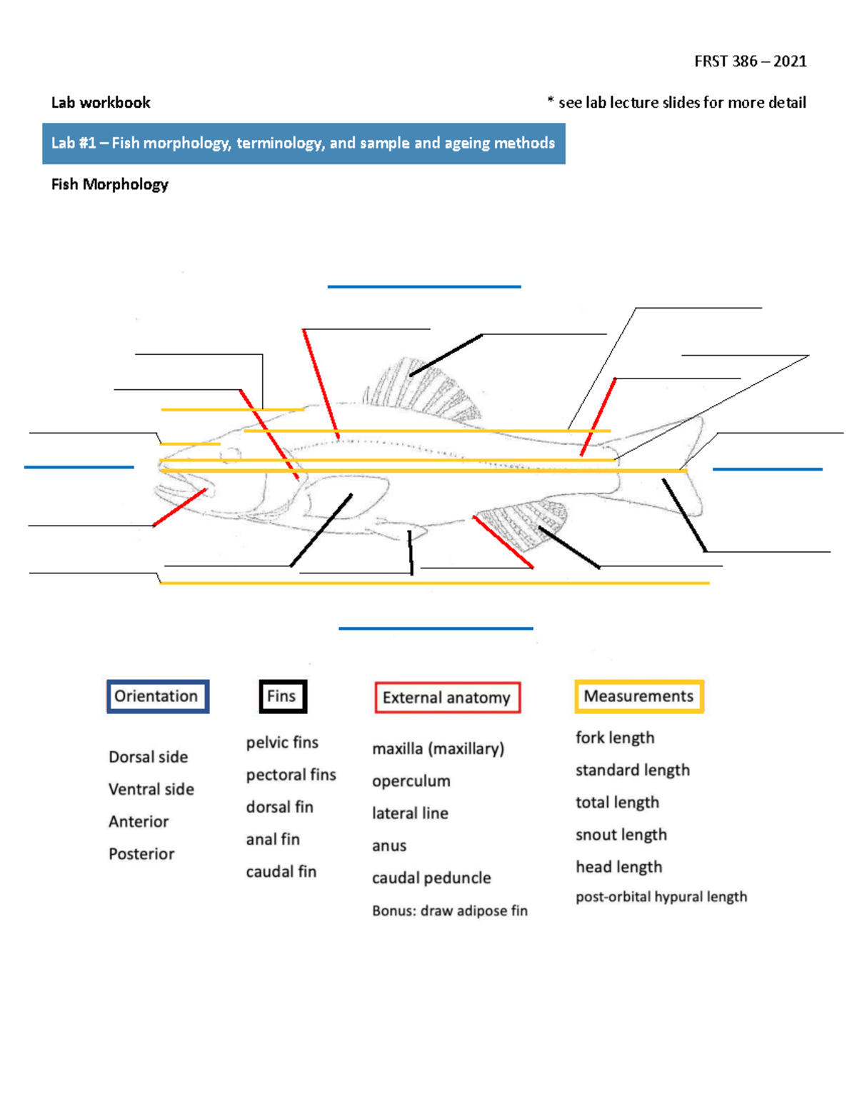 FRST 386 2021 Lab Workbook: Fish Morphology & Taxonomy Notes - Studocu