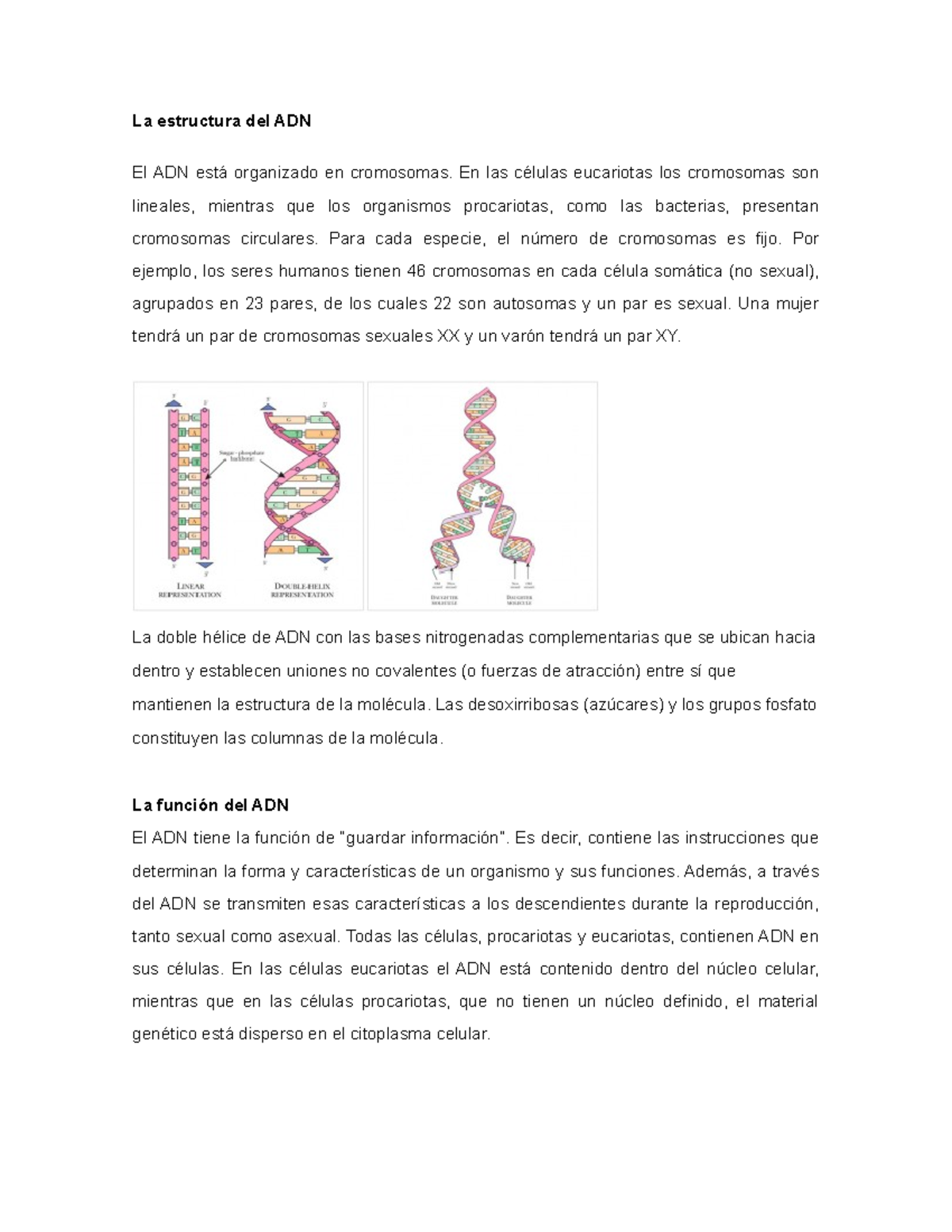 La estructura del ADN - Actividad - La estructura del ADN El ADN está ...