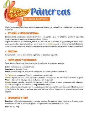 Pancreas anatomia, irrigacion, inervacion y fisiologia - El es una ...