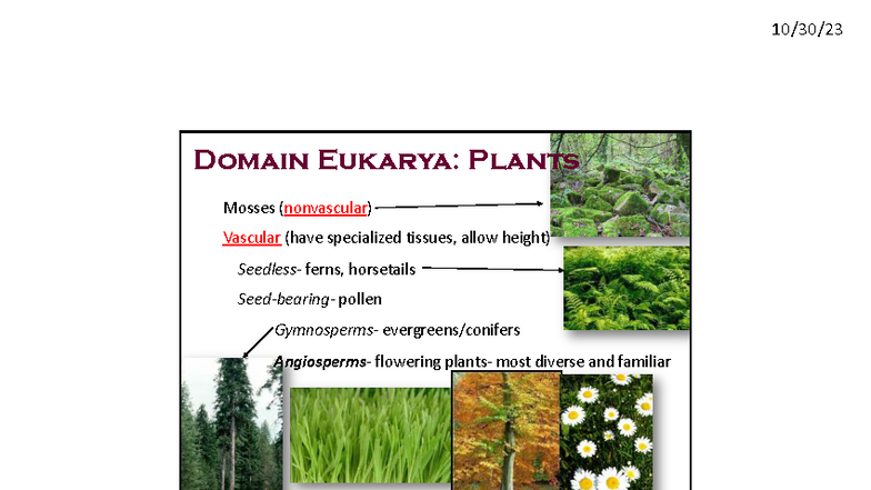 Plant Biology: Classifying Nonvascular & Vascular Plants (BIO101) - Studocu