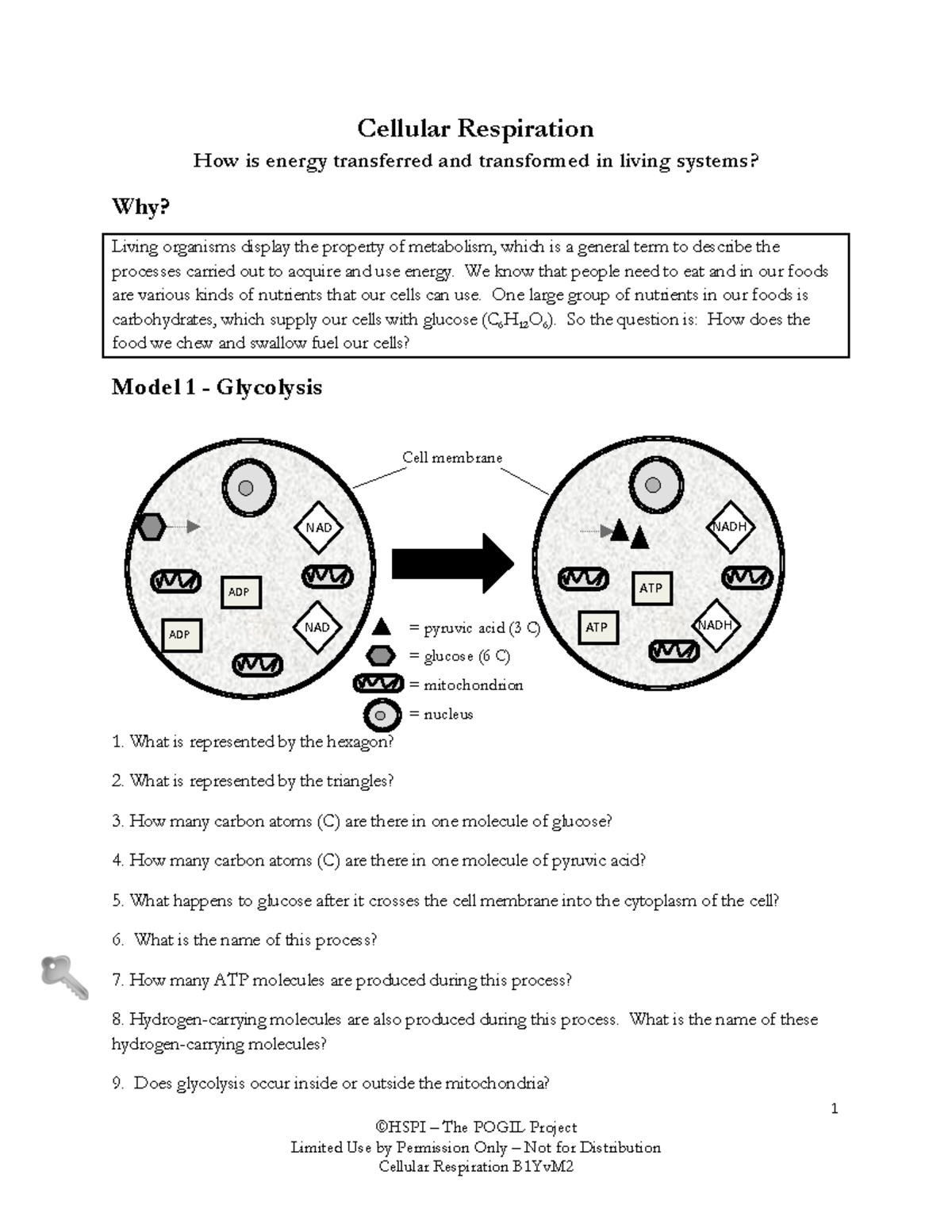Cellular Respiration POGIL: Energy Transformation & ATP Production ...