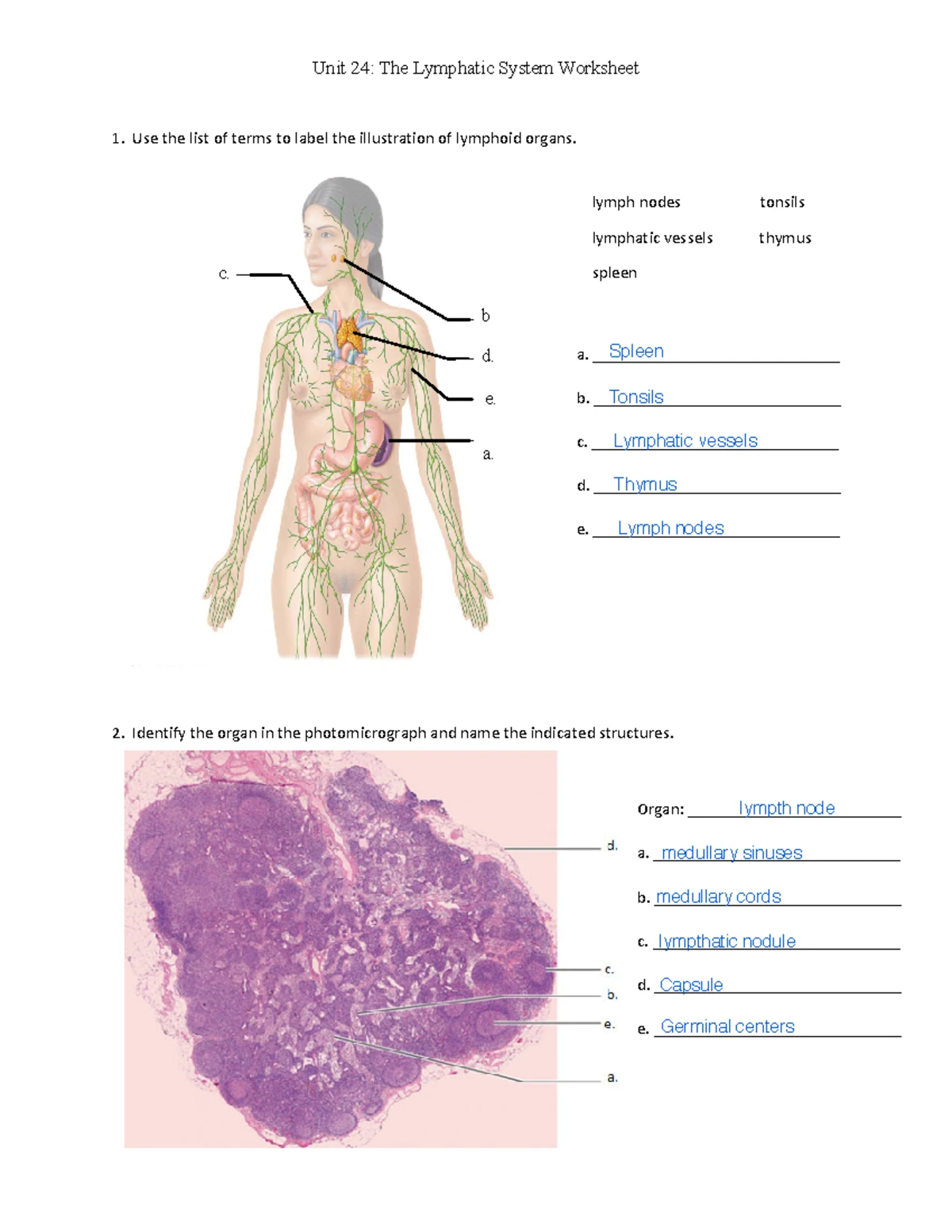 Respiratory System Quizlet - 20 MCQs Overview and Definitions - Studocu