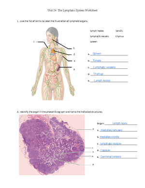 [Solved] Lower respiratory tract - Human anatomy and physiology || (BIO ...