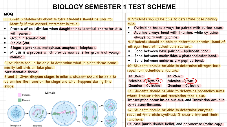 Biology Y11 Semester 1 Final Test: Mitosis & Protein Synthesis - Studocu
