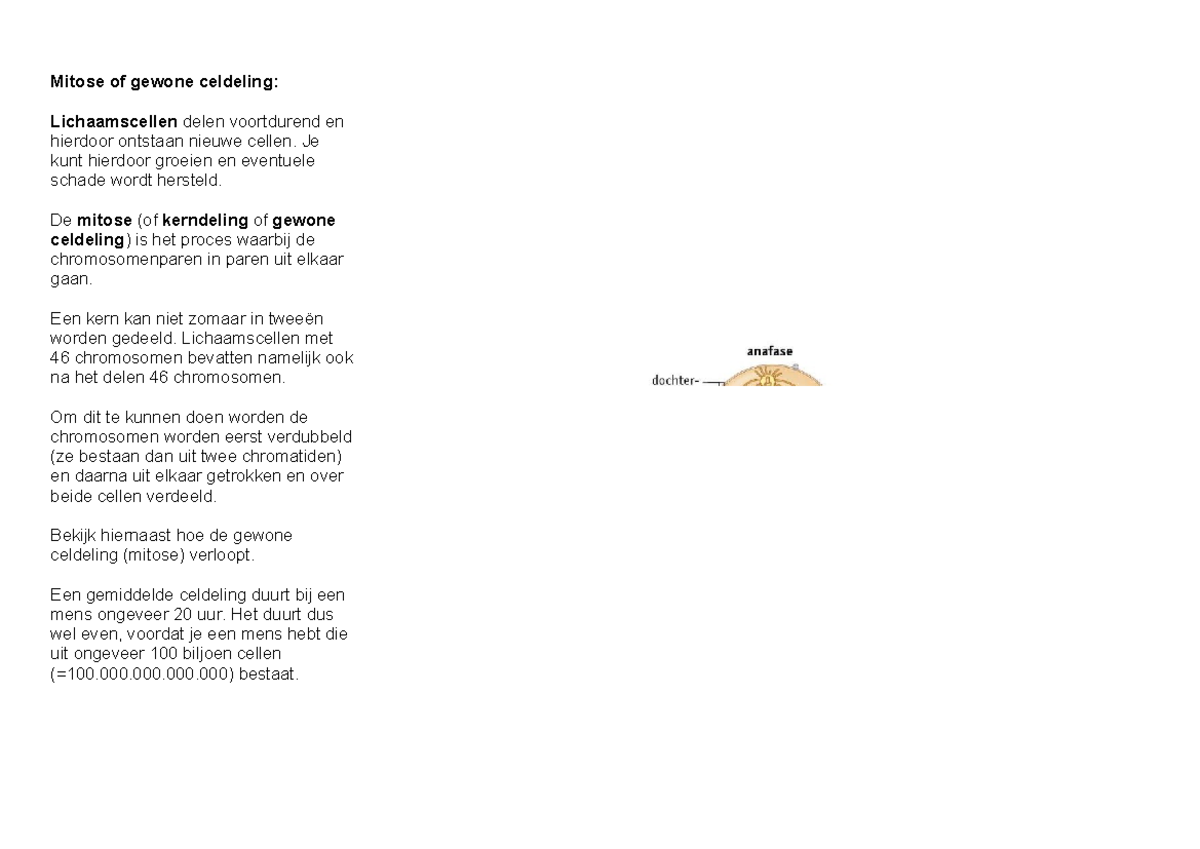 Mitose & Meiose: Theorie en Proces van Gewone Celdeling - Studeersnel