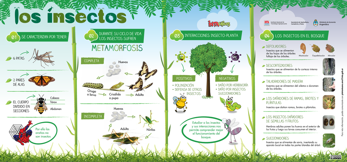 Infografía sobre Insectos y sus Interacciones en el Bosque - Studocu