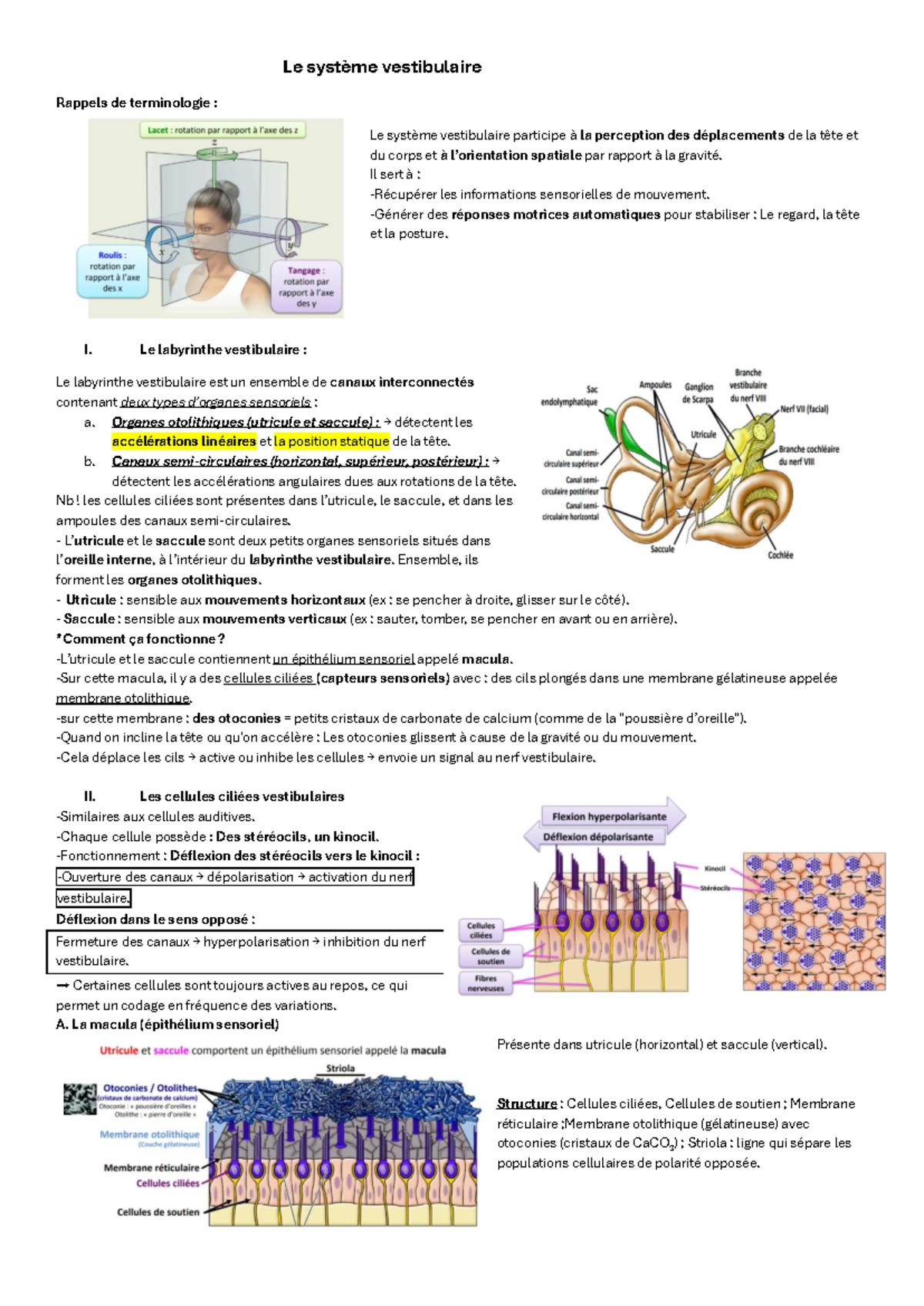 Le système vestibulaire : Fonctionnement et Physiologie (Cours XYZ ...