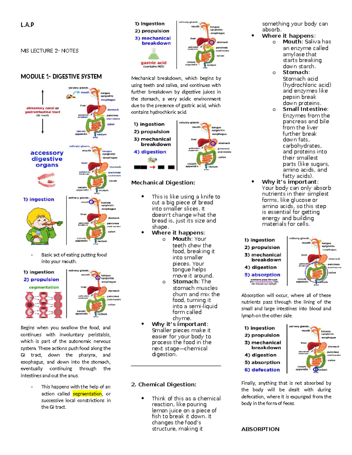 MS 2 - Lecture Notes on the Digestive System and Metabolism - Studocu