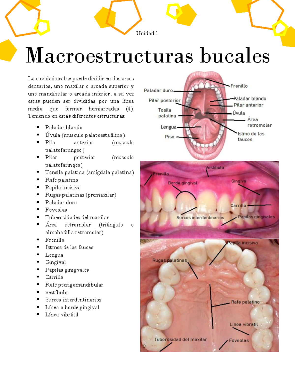 U1. Anatomía Bucal: Macroestructuras y Denticiones Detalladas - Studocu