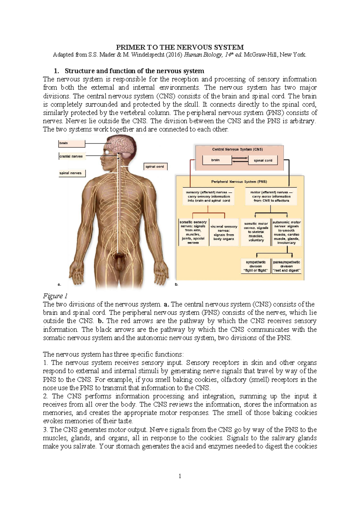 PRIMER TO THE NERVOUS SYSTEM: Structure, Function, and Action ...