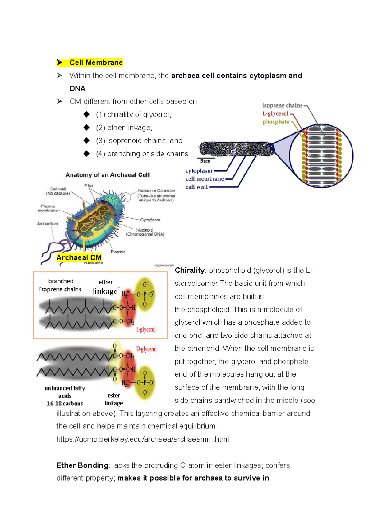 Archaea Cell Membrane - Cell Membrane Within the cell membrane, the ...