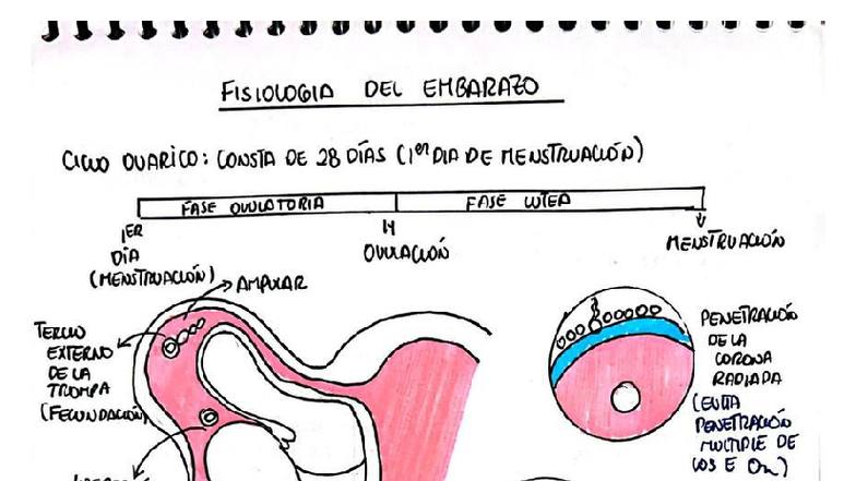 FISIOLOGIA DEL EMBARAZO Y COMPLICACIONES EN GINECOLOGÍA (GINE 101 ...