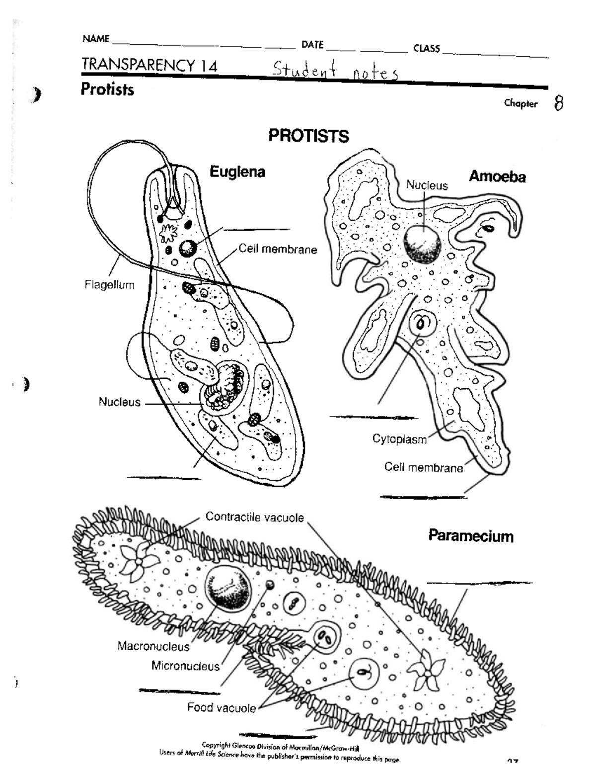 Student notes paramecium-amoeba-euglena - NAME DATE CLASS TRANSPARENCY ...