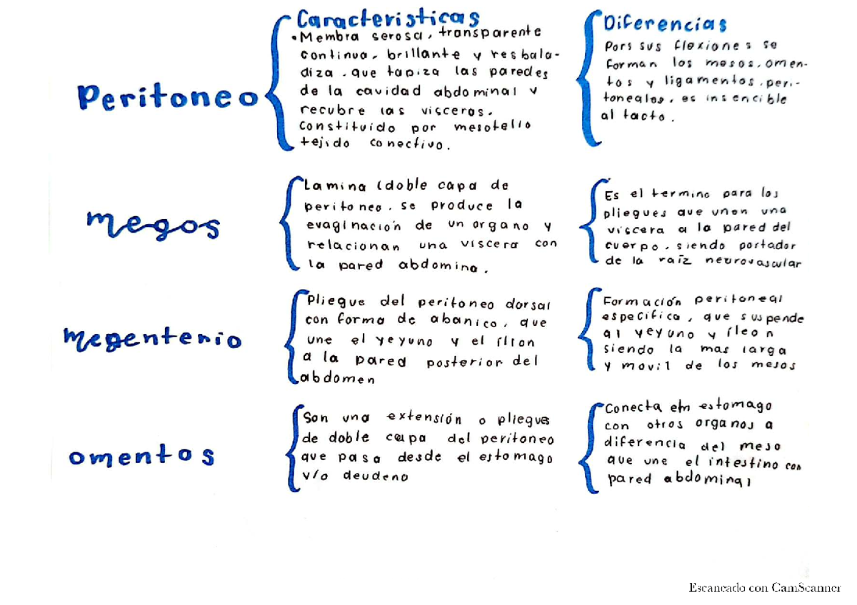 Peritoneo: Características y Funciones - Tarea - Studocu