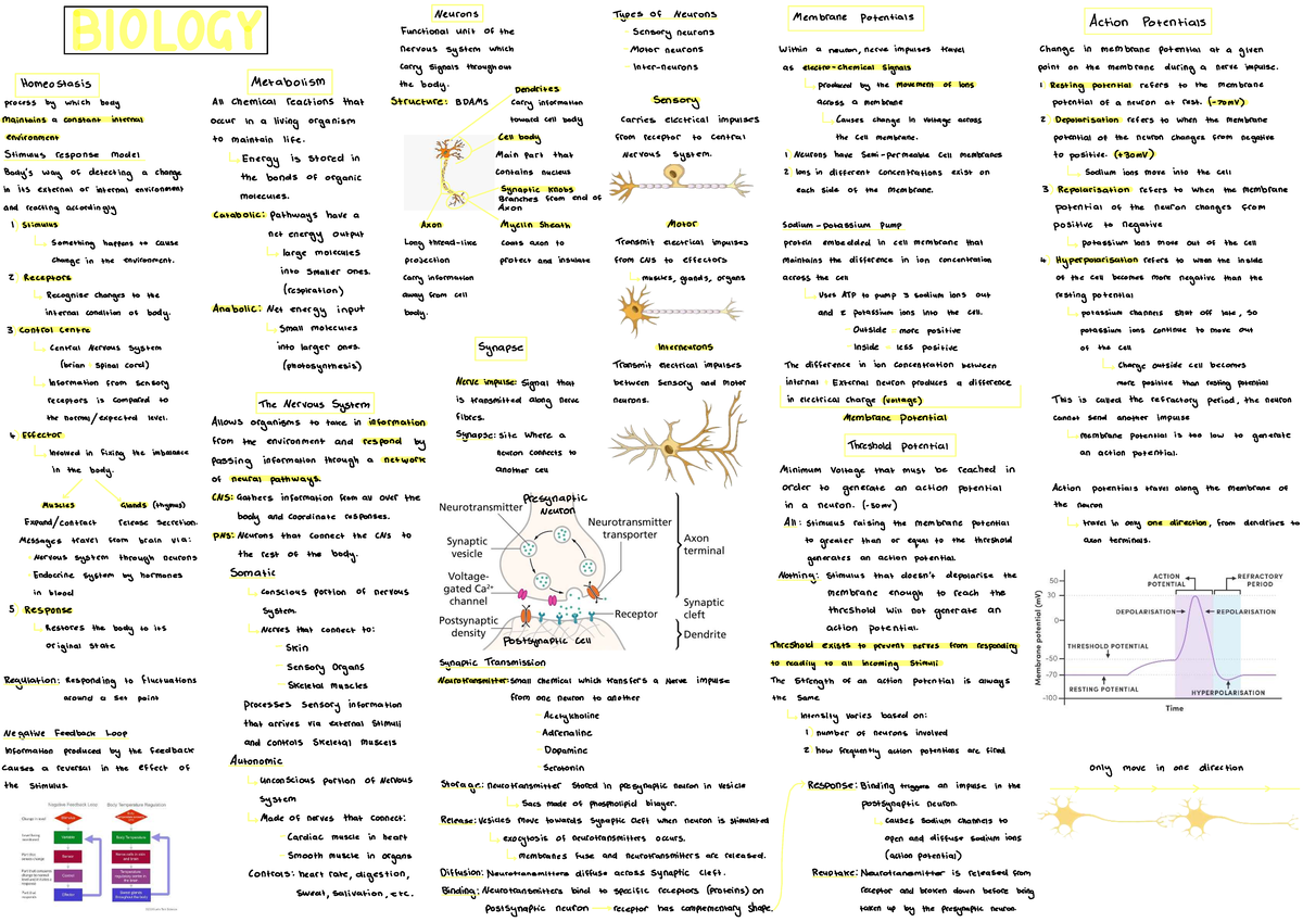 Biology Unit 2: Membrane Potentials and Action Changes Summary - Studocu